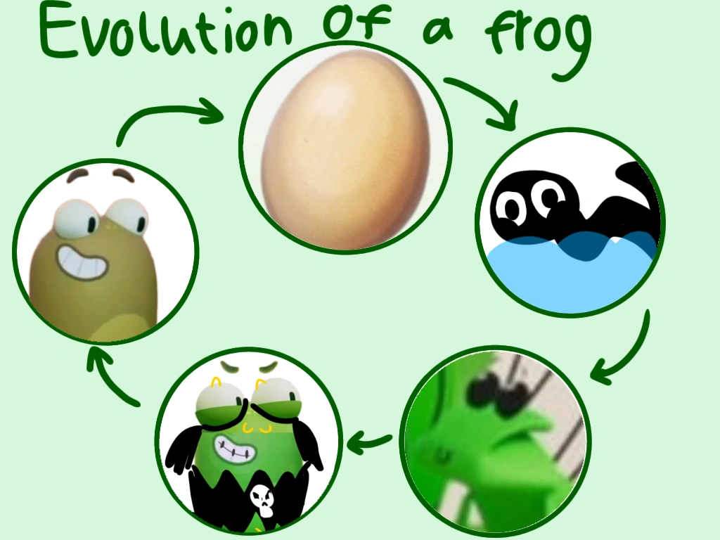 Life cycle of a frog | Fandom