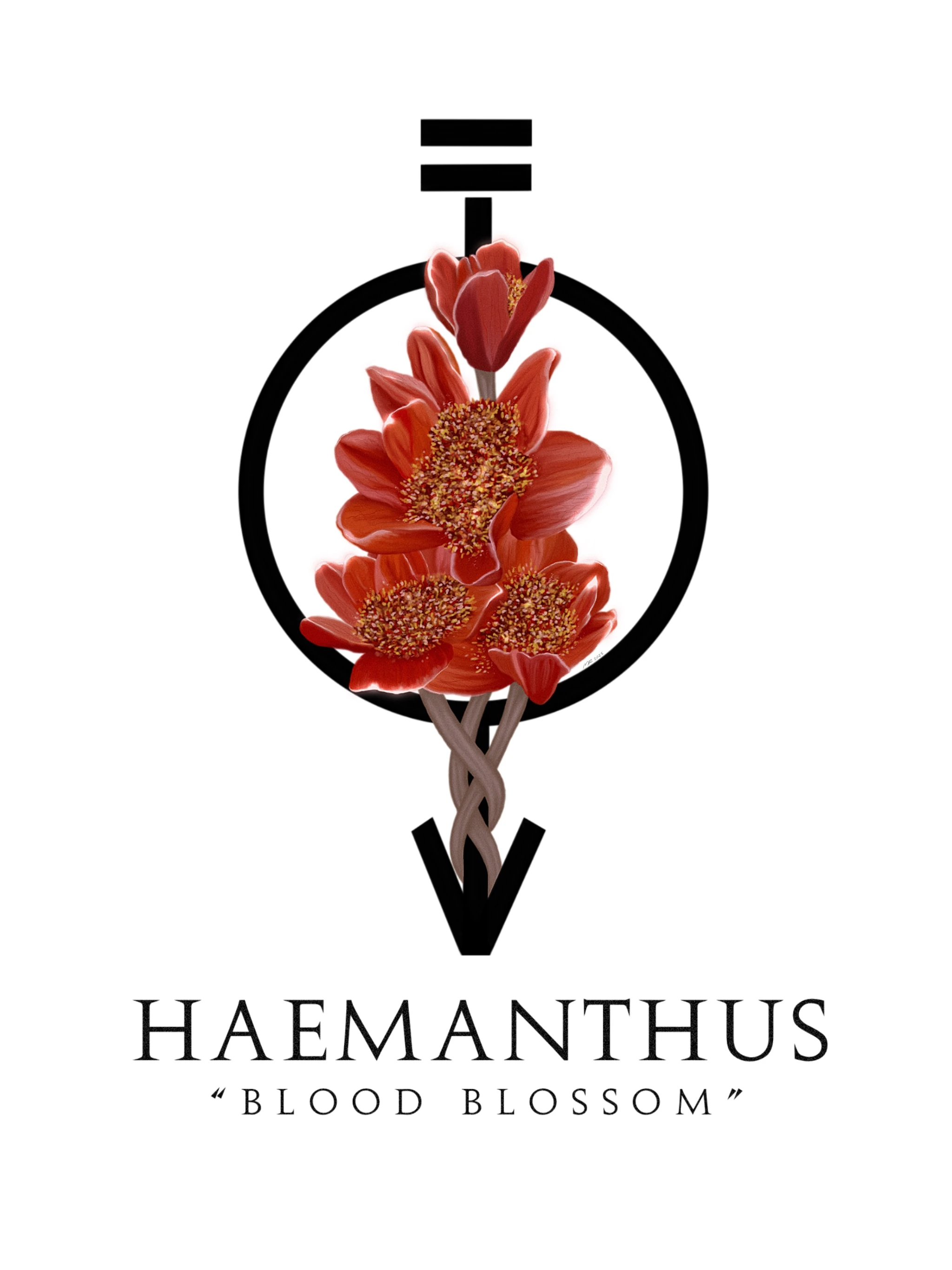 Haemanthus | Fandom