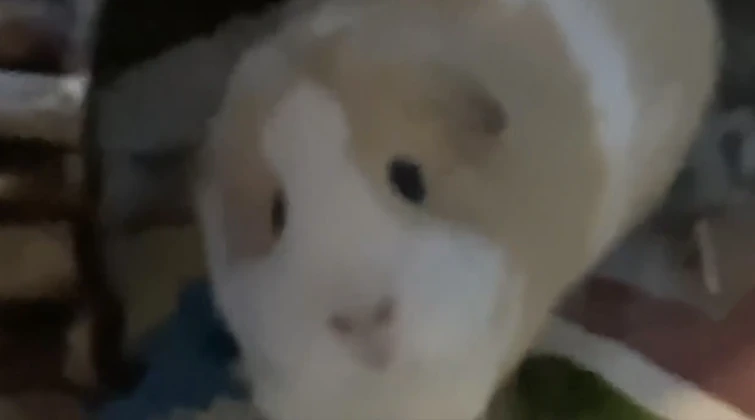 Drawing irl pets into cos creatures (or concept creatures) | Fandom