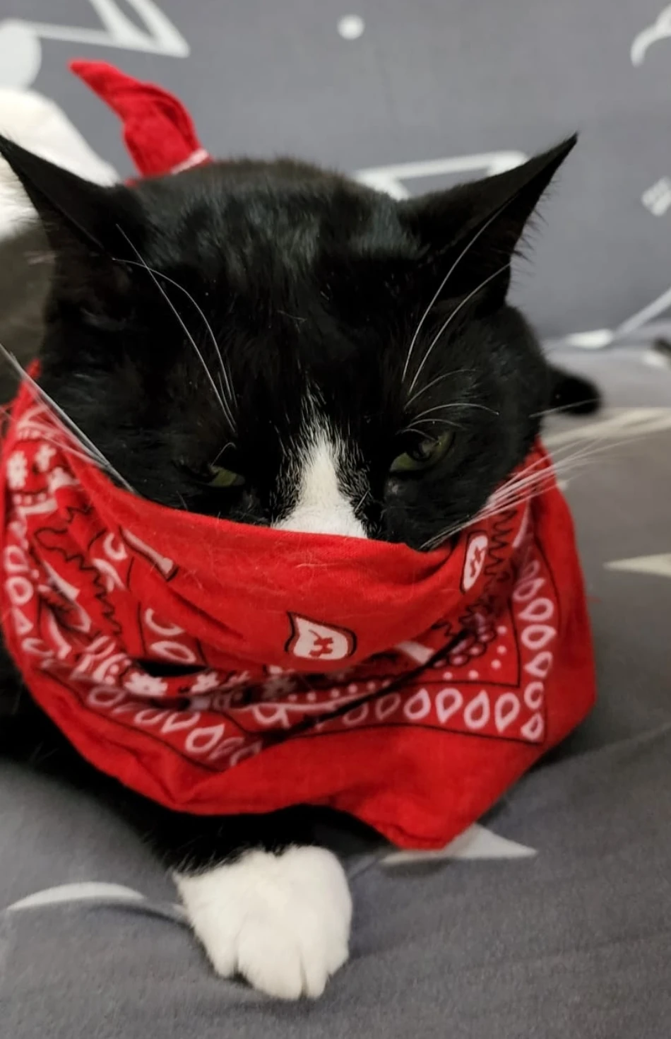 MY CAT | Fandom