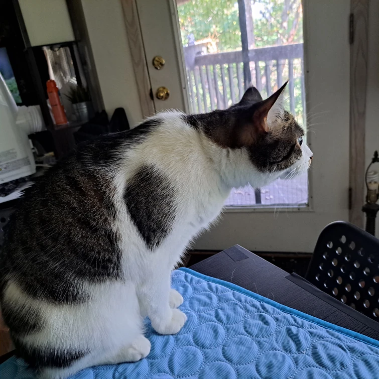 redrawing me and my cat as princess and hyperlaser pt1 or smth | Fandom