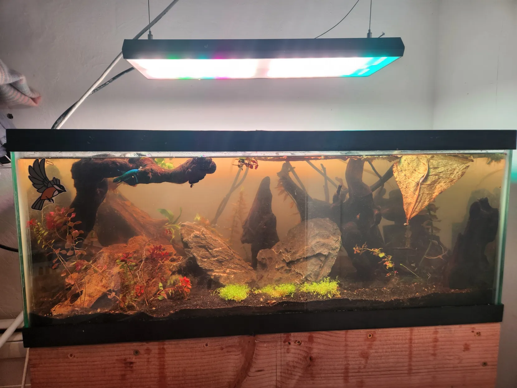 Pretty lil tank | Fandom