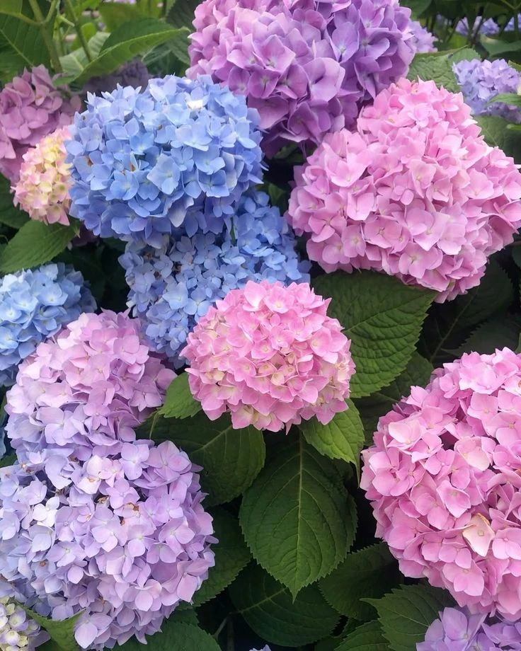 yapping about random flowers!˚˖𓍢ִ໋ | Fandom