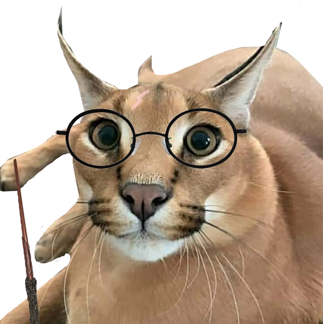 Big Floppa Cute | Fandom