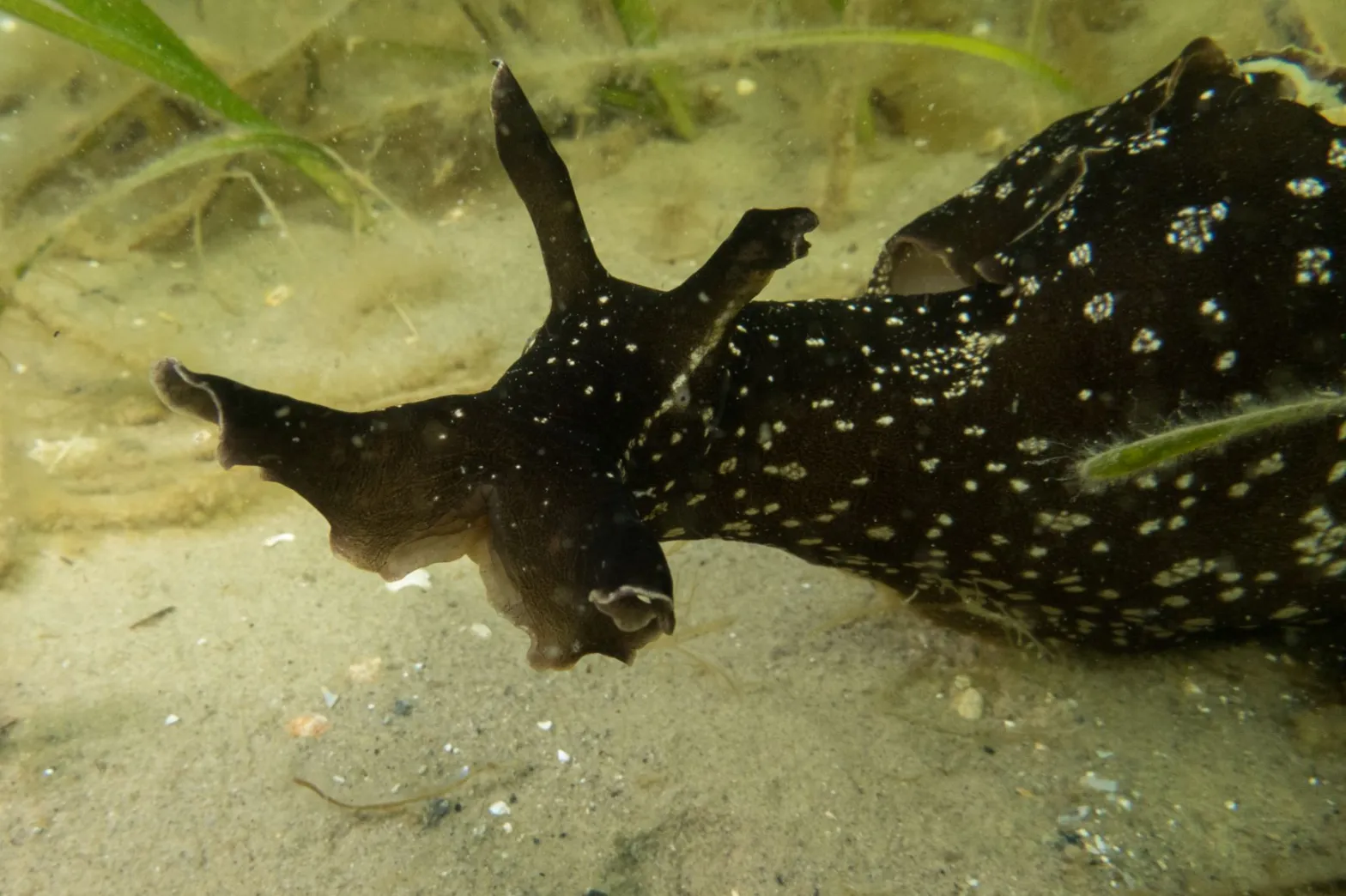 I see I've started a trend | Fandom