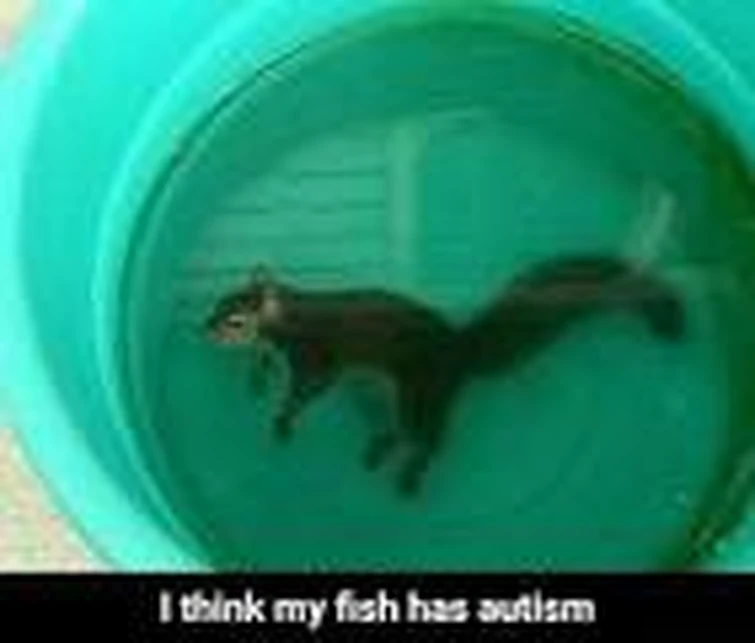 i think my fish has autism | Fandom