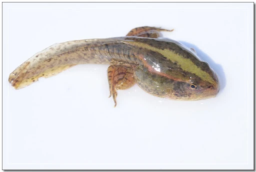 The Evolution of a Tadpole in StarWars Galaxy | Fandom