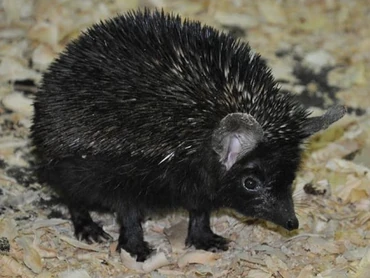 Discuss Everything About Adopt Me! Wiki | Fandom