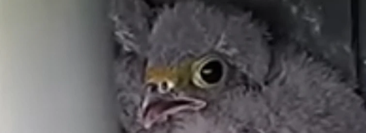 ☀️ TADC Official Chaos Thread 🛝 | Fandom