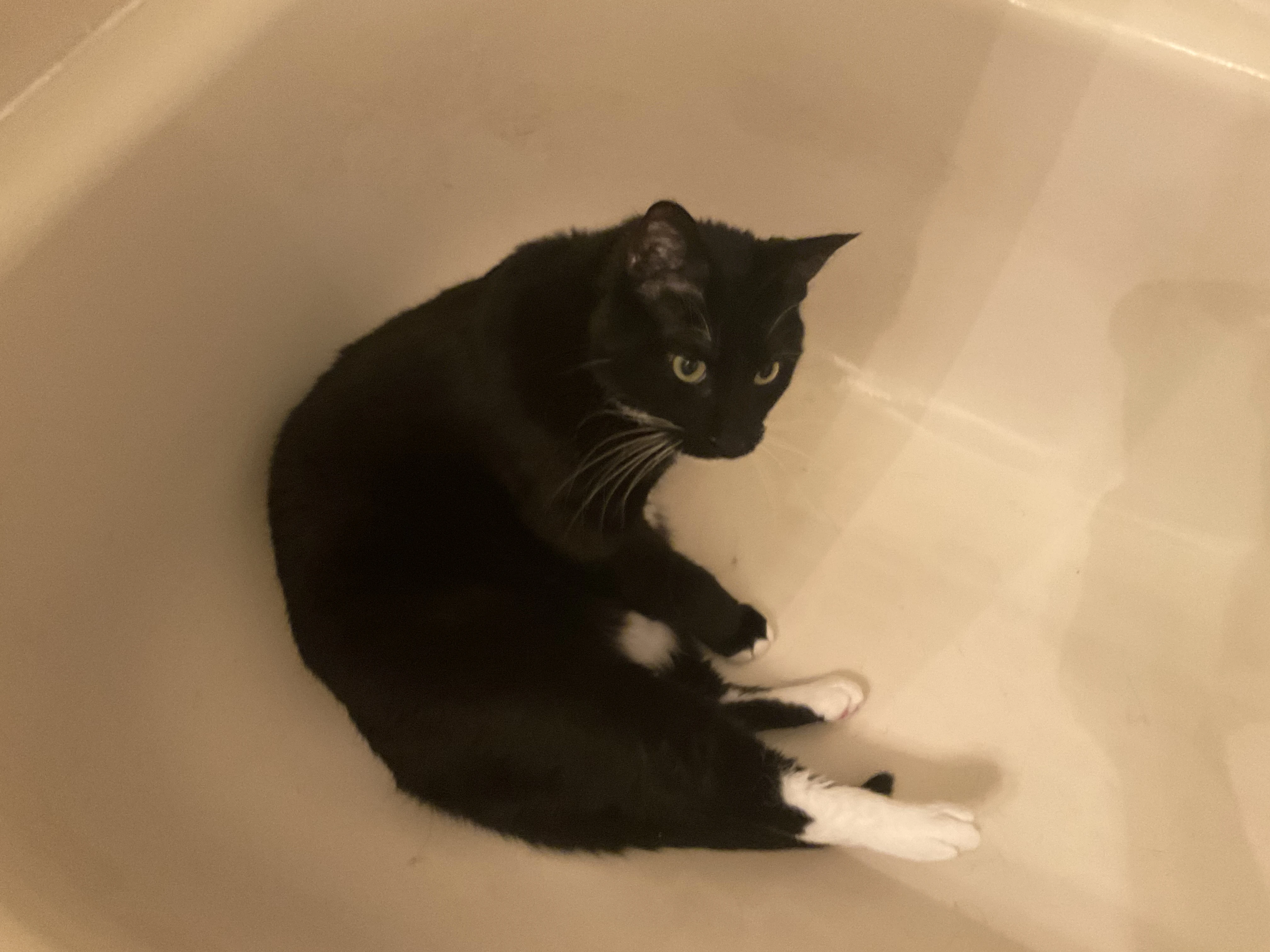 Daily Shadow - Day 110 | Fandom