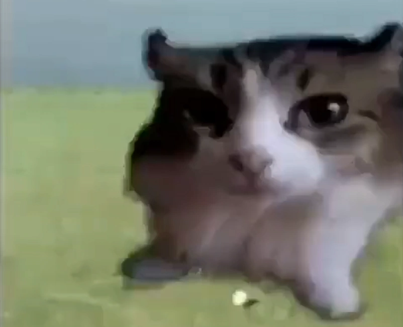 i made uhh a page in uhh silly uhh cat uhh wiki uhh | Fandom