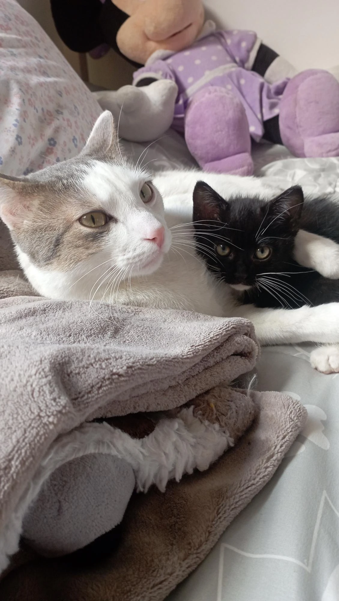 Son mi gatos | Fandom