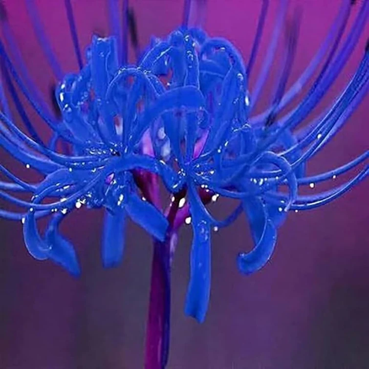 what are y’alls favorite flowers? | Fandom