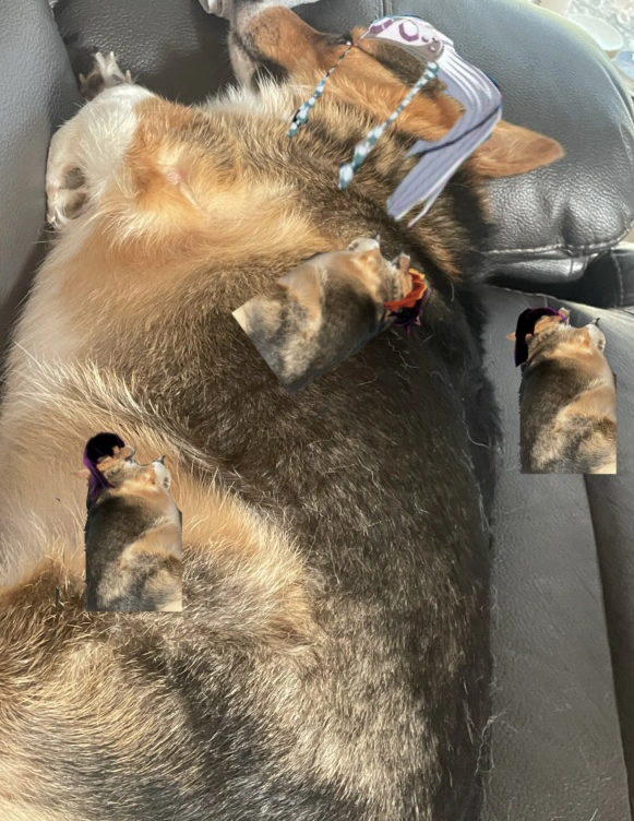 Here is tengen and his wives as corgis! | Fandom