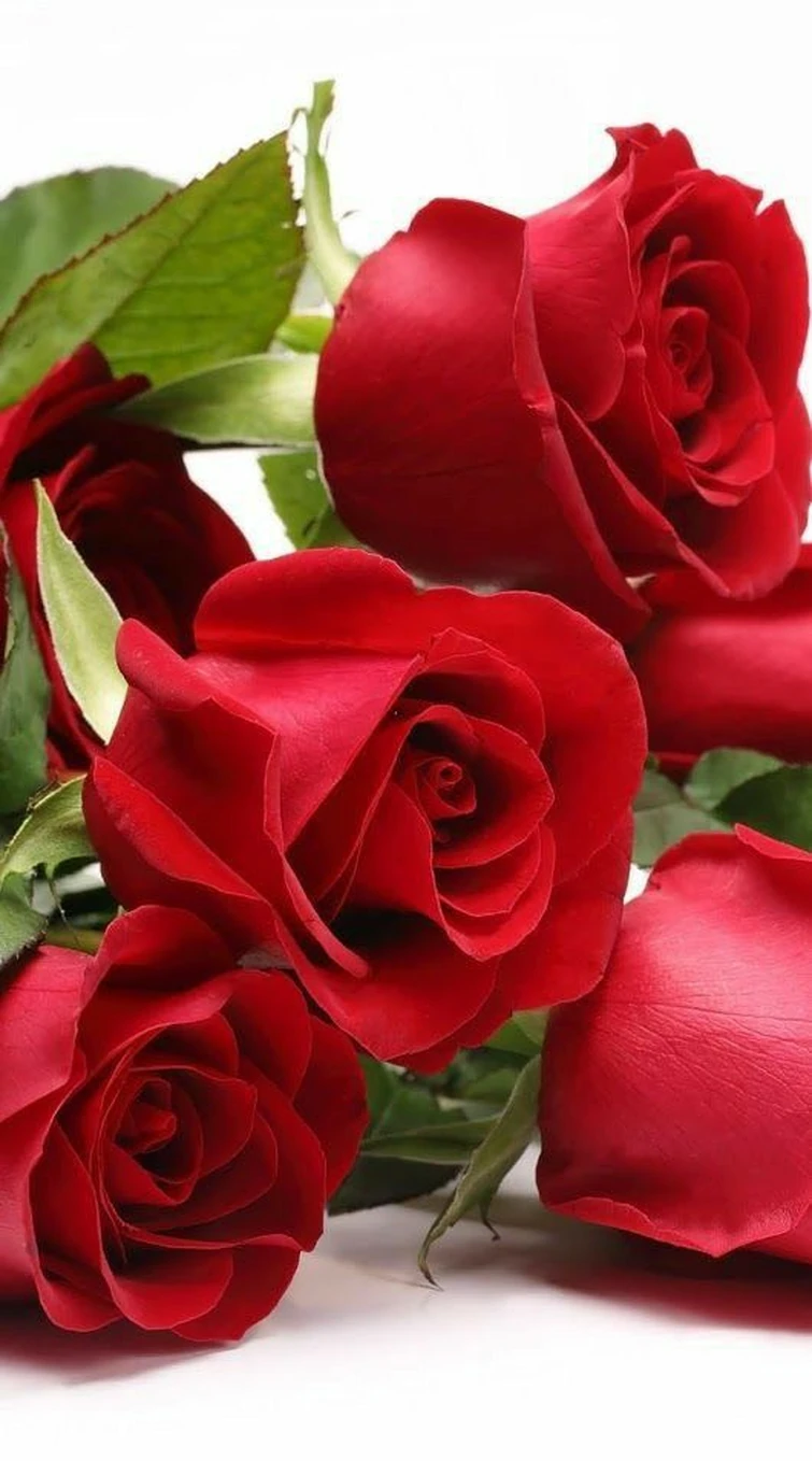El significado de las rosas segun su color | Fandom