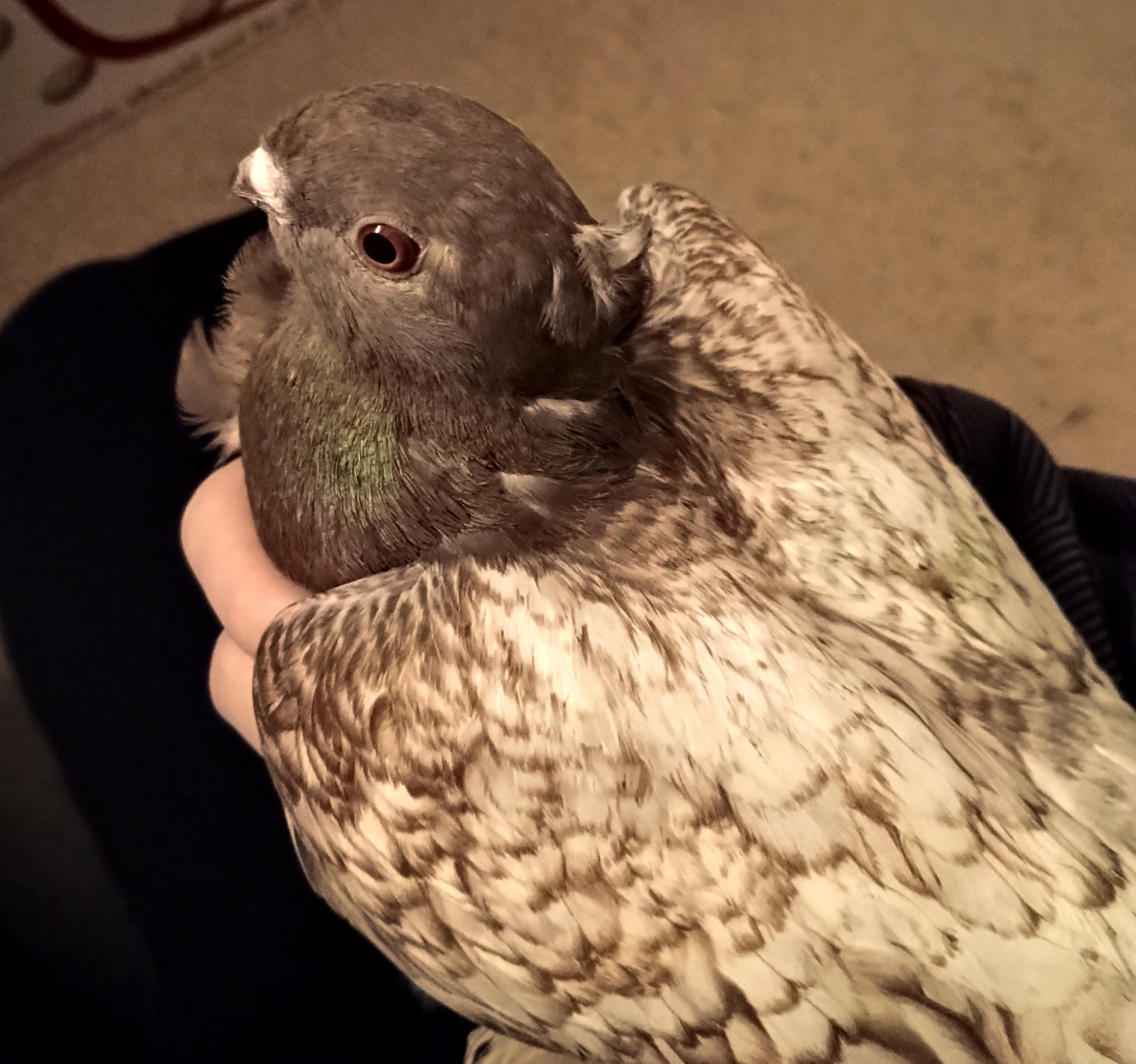 guys it's okay, mitsi was reincarnated into a real girl... | Fandom