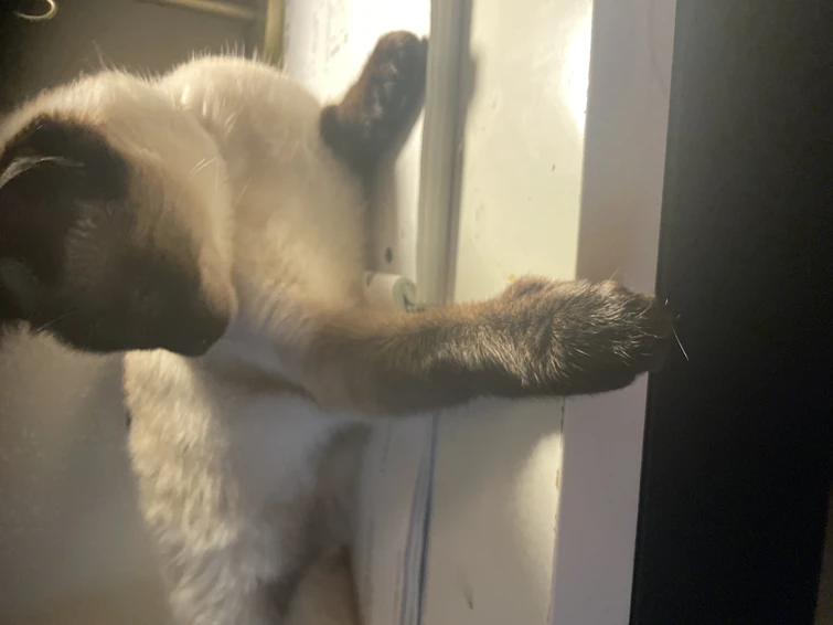 MY LITTLE PSPSPSPSPS | Fandom