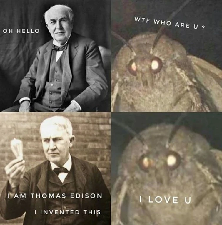 Moth MEMES | Fandom