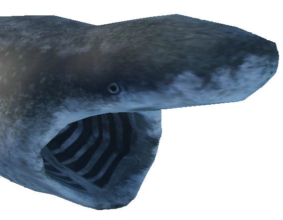 baskin shark? more like | Fandom
