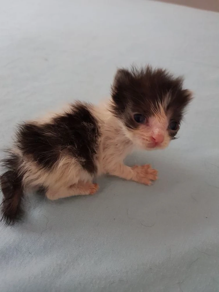 I think imma go cry in the corner | Fandom