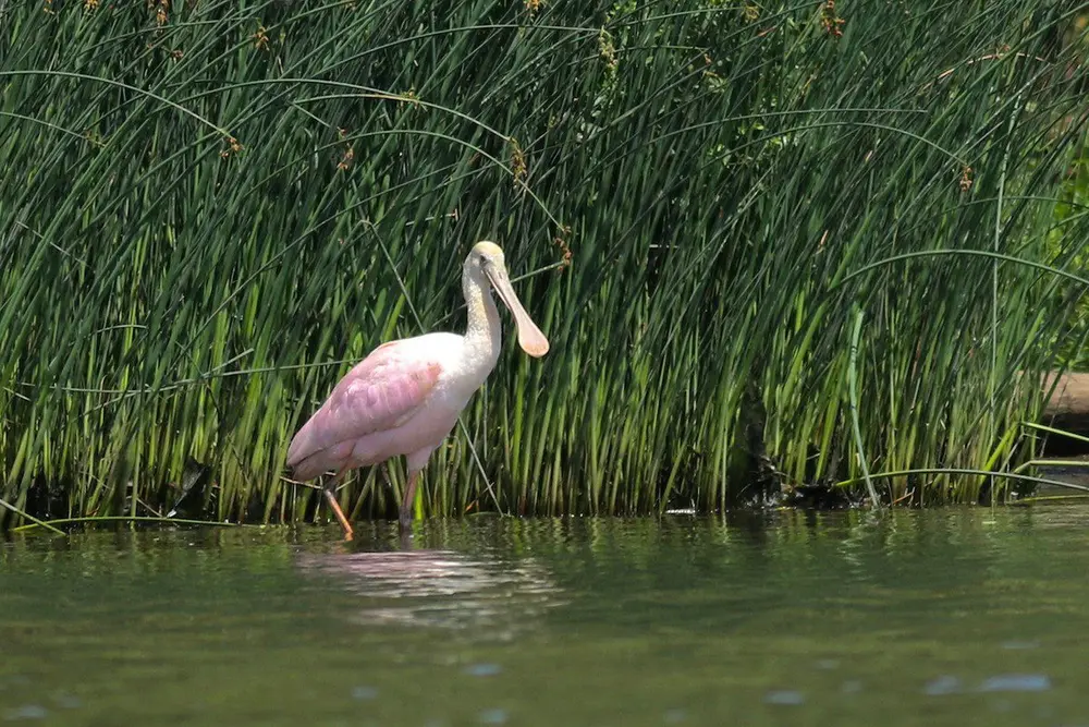 Random idea | Fandom