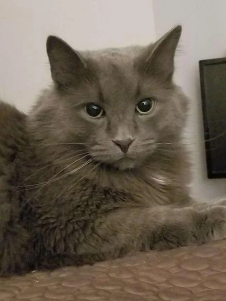 This is noonie | Fandom