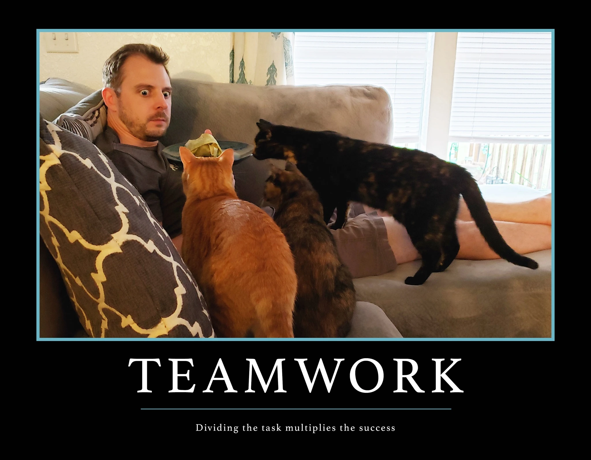 Teamwork Cat Meme