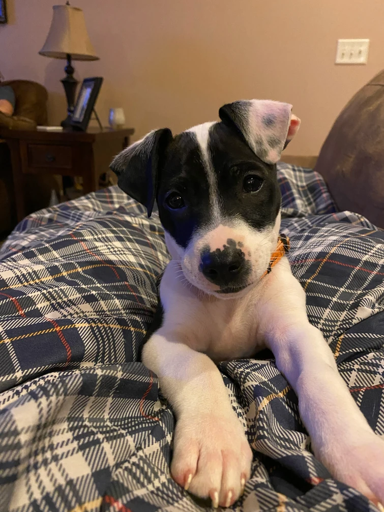 Let's introduce our pets! I'll start | Fandom