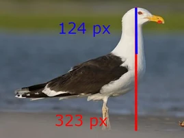 User blog:Oiguana2701/Youtube Calculation Compilation | FC/OC VS ...