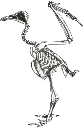 Reaper's bird | FC/OC VS Battles Wiki | Fandom