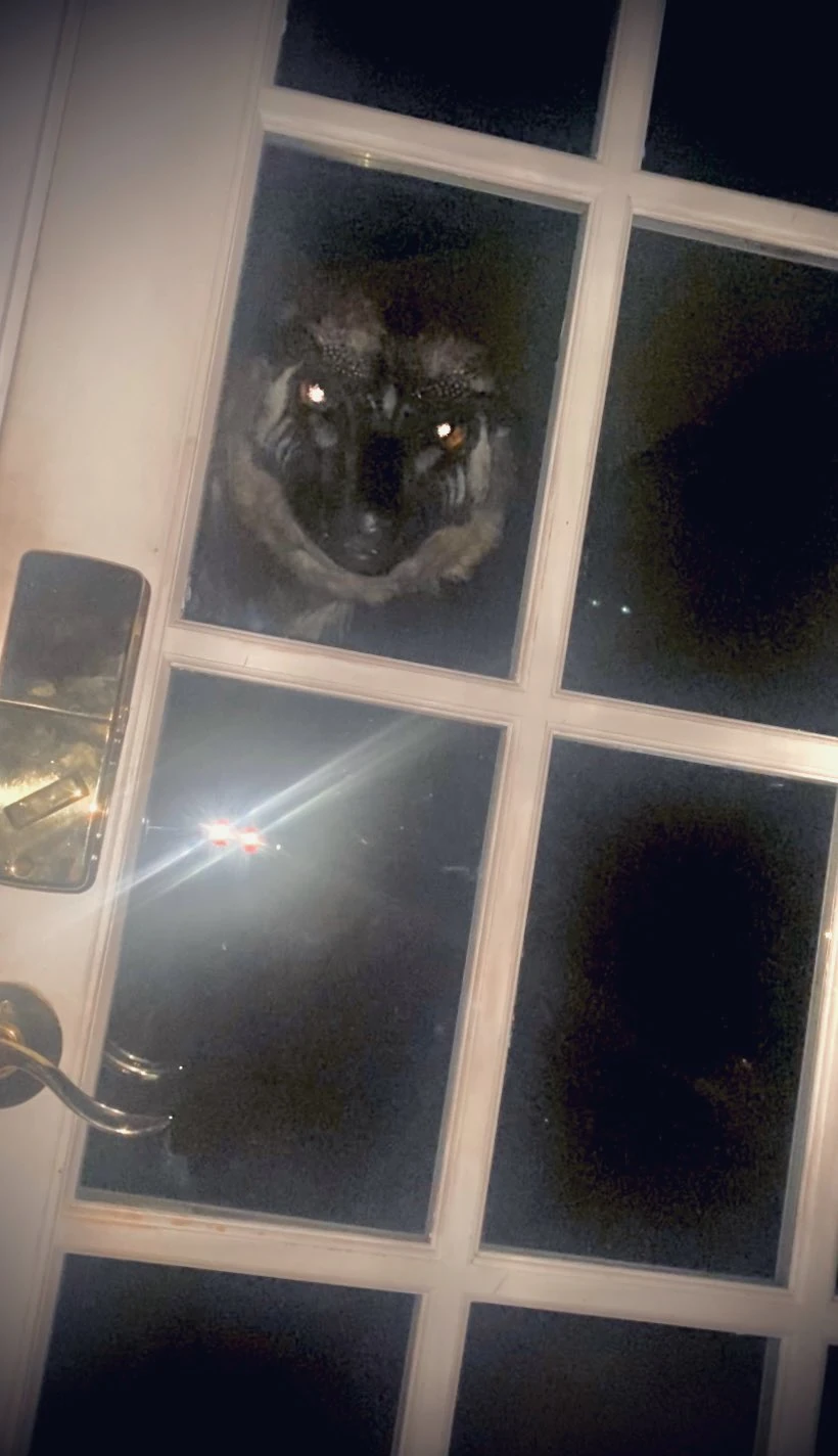 Dinosaurs (Archesuchus' Twitter ARG) | FC/OC VS Battles Wiki | Fandom