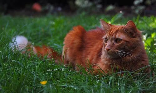 Foxheart | FCU Wiki | Fandom