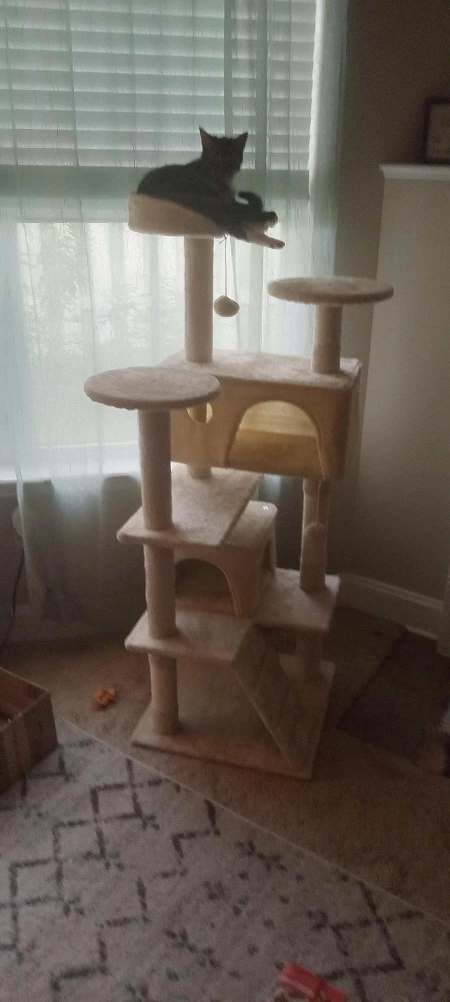 Tol cat tree | Fandom