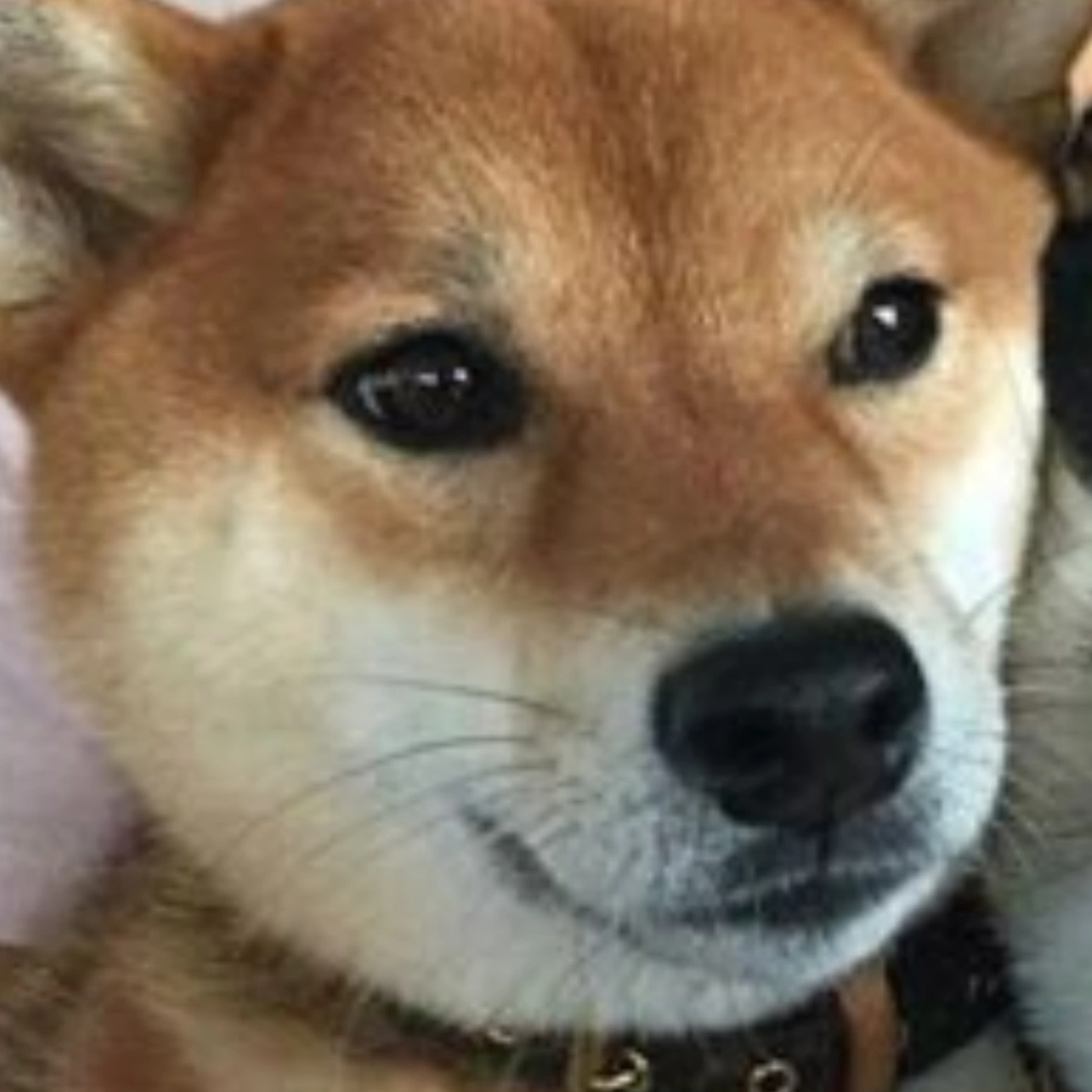 Imagine being a doge | Fandom