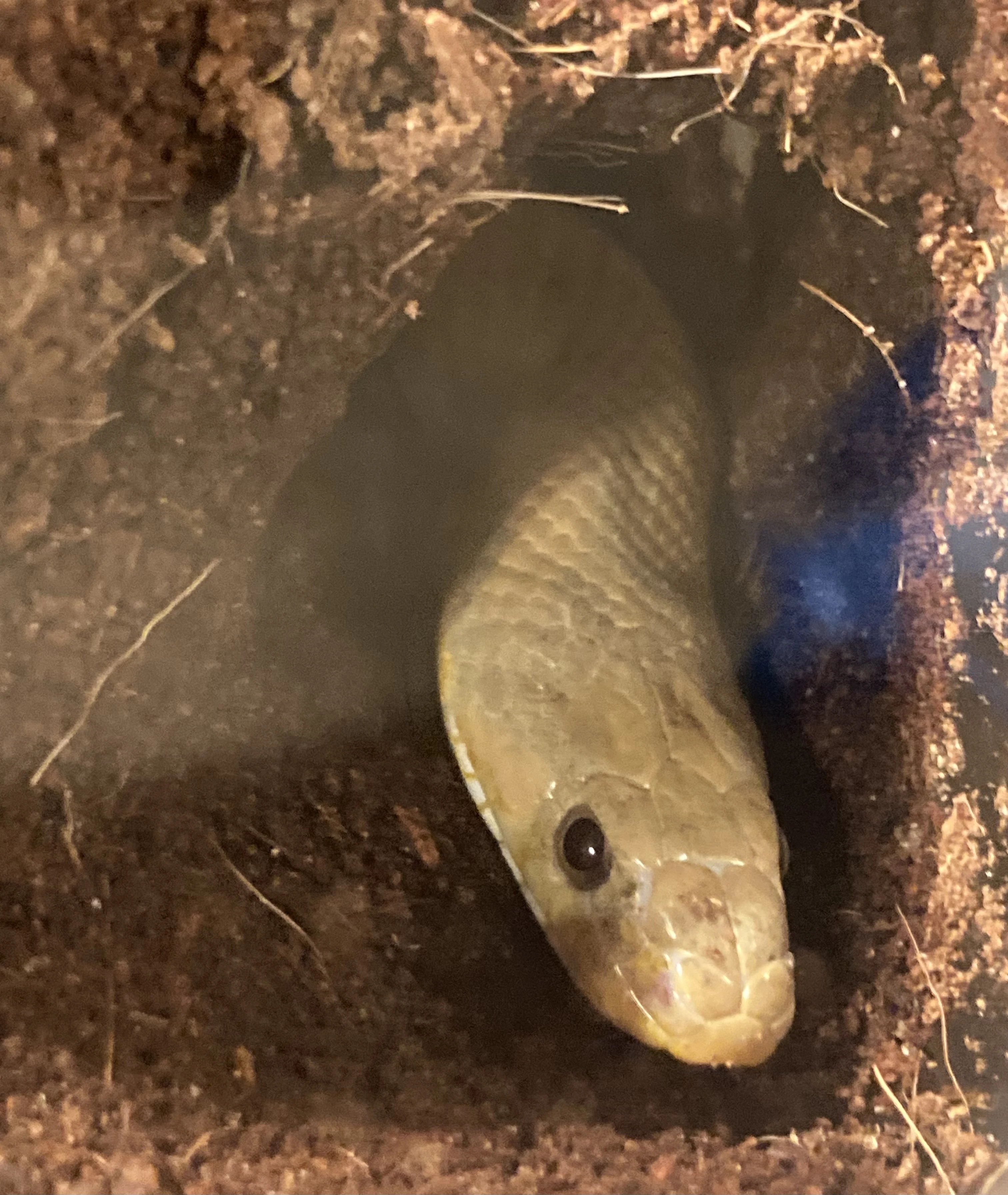 Appreciate my snake | Fandom