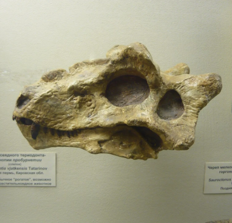 proburnetia viarkensis | Fandom