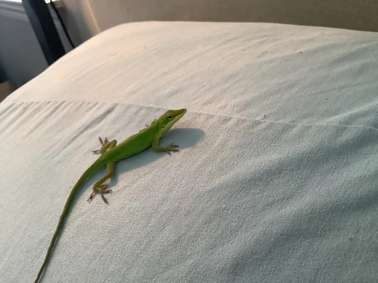 GUYS CHECK OUT THIS WINGLESS FERNIFLY I FOUND | Fandom