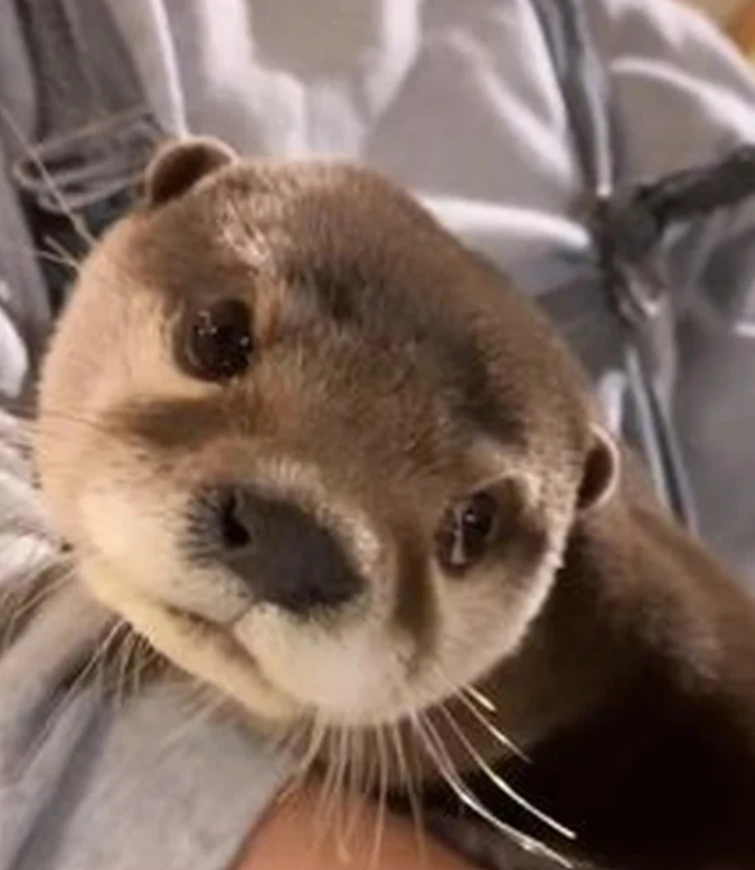 All posts by Otterly Amazing | Fandom