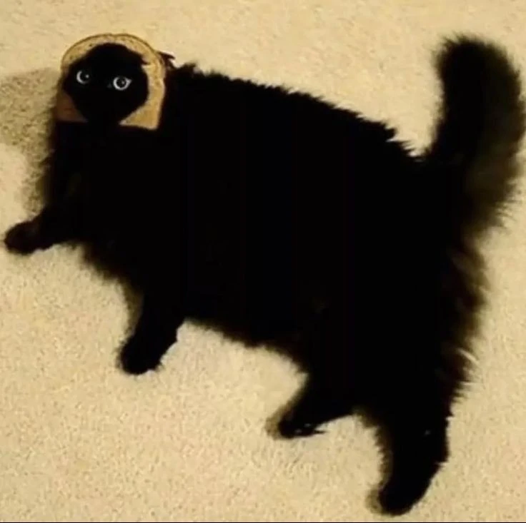 Buying smore cat for 4k or the blood moon plushie for 3.5k | Fandom