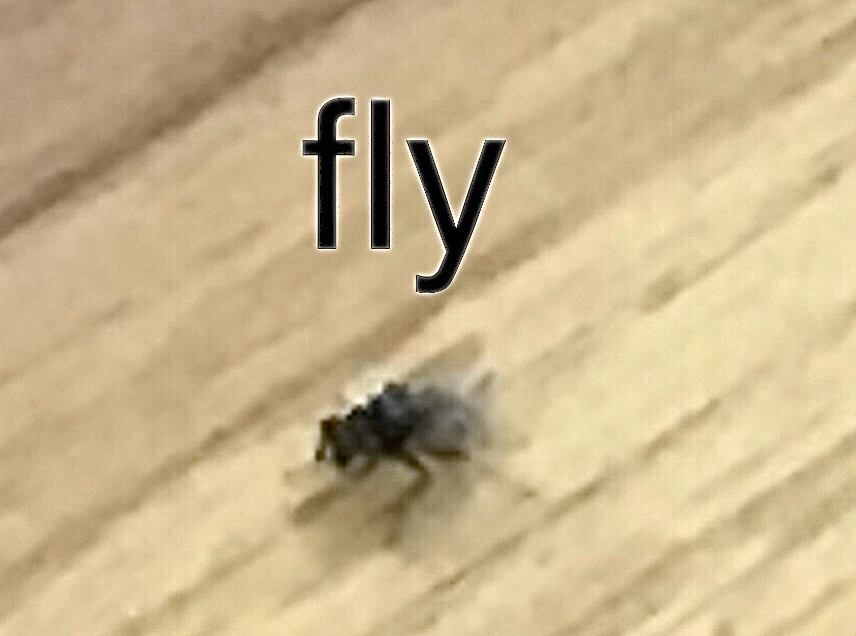 fly again | Fandom