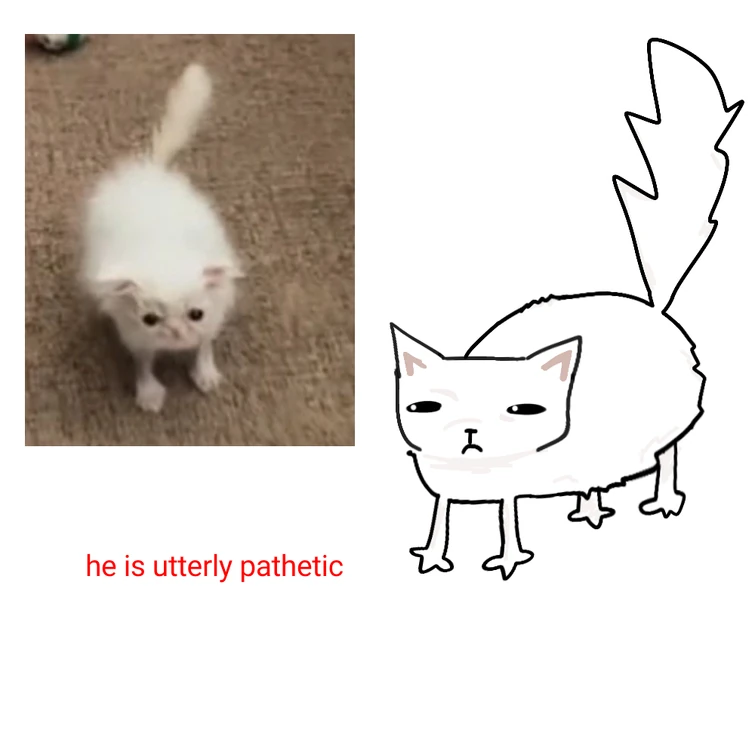 Pathetic cat | Fandom