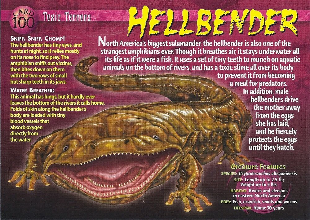Hellbender | Fandom