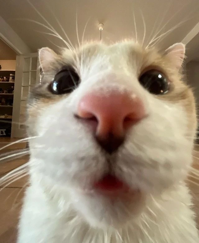 This is me real | Fandom