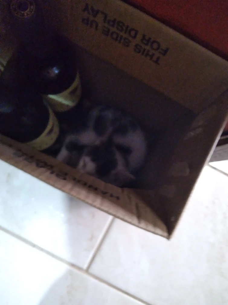 sugar, the cat | Fandom