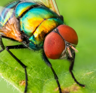 Do you like insects? | Fandom