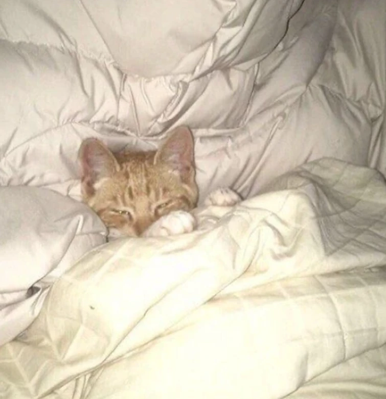 me eepy, night | Fandom