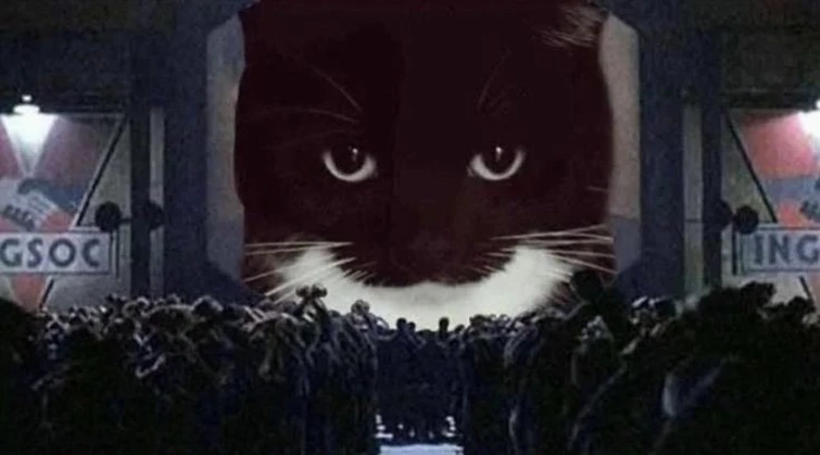 Meo meow | Fandom
