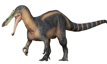 Battle of the 2 giant Spinosaurids (Suchomimus vs “Vectispinus”) | Fandom