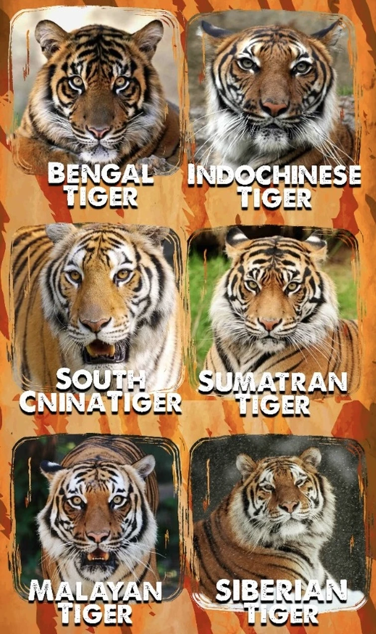 Why type of tiger is tigry? | Fandom