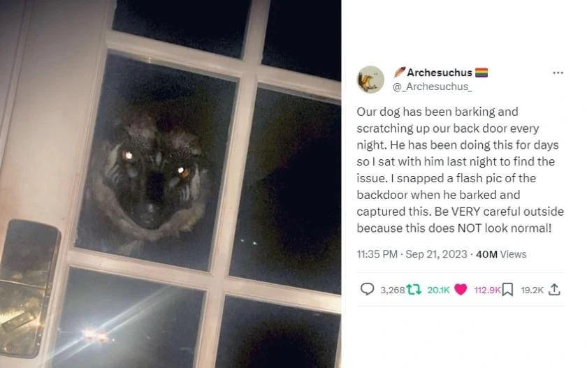 Opinion on Weird Birds by Archesuchus? | Fandom